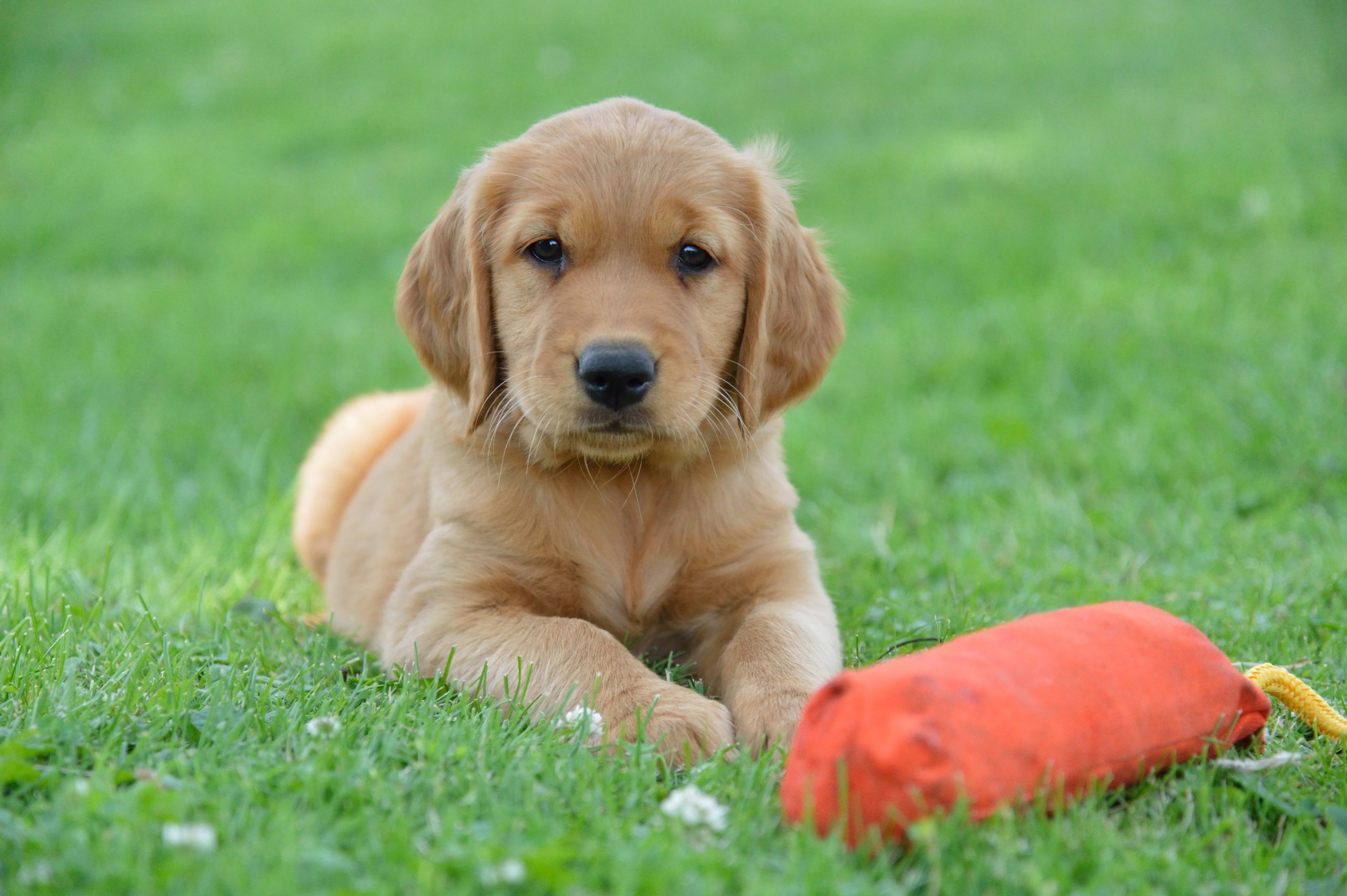 Do-it-yourself Duck Dog: New Puppy Do’s and Don’ts - Retriever Journal