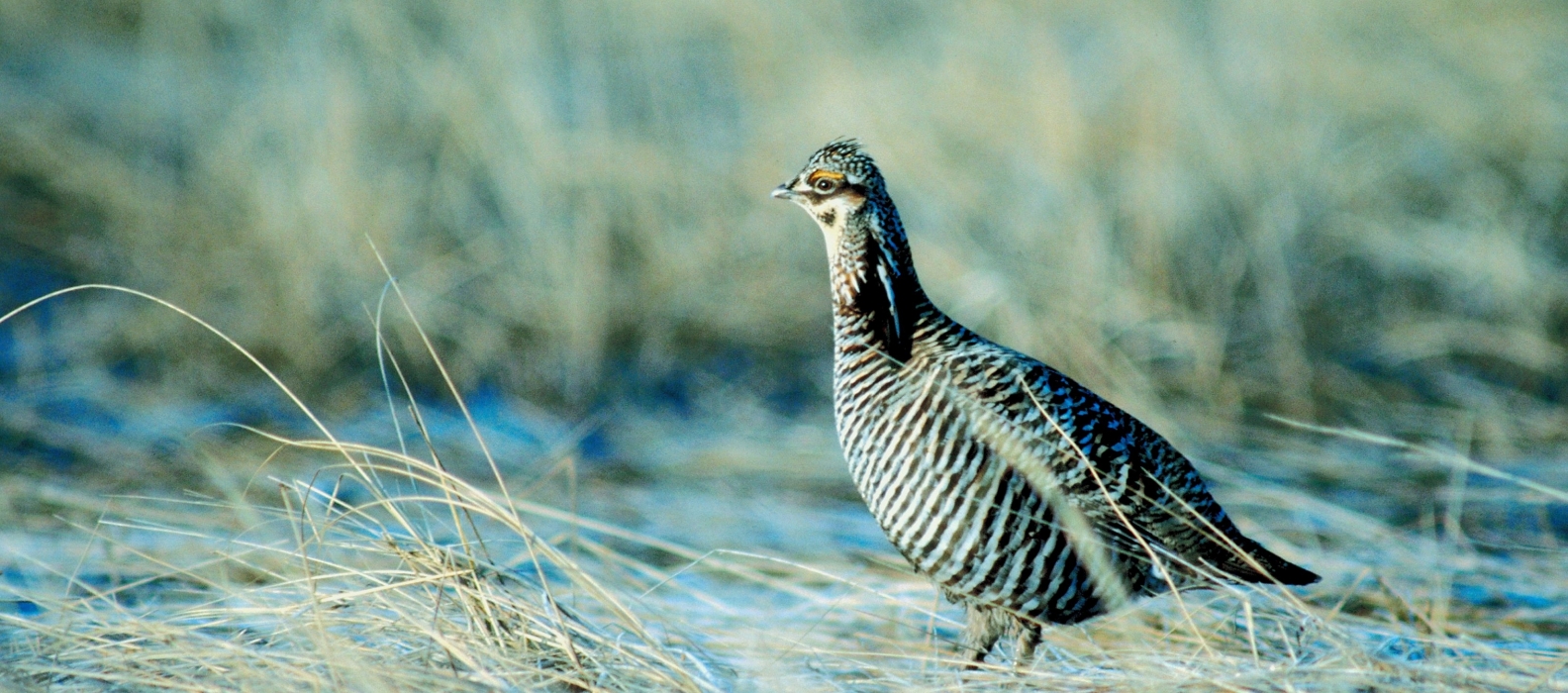 Hungarian partridge Archives - Retriever Journal